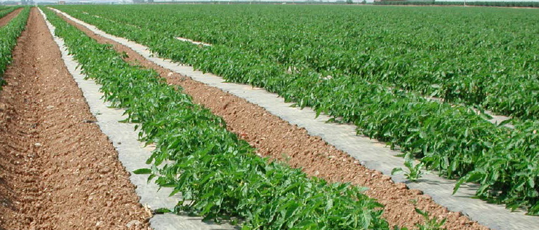 Jornada Técnica “manejo De La Flora Arvense En Cultivos Hortícolas” Raif