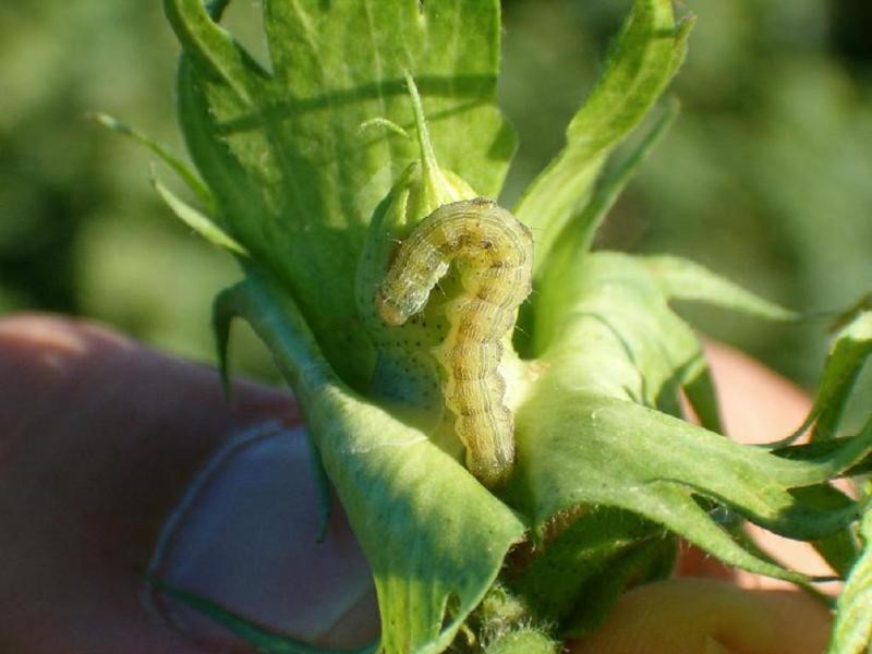 Estado fitosanitario del cultivo de algodón durante el mes de julio - RAIF