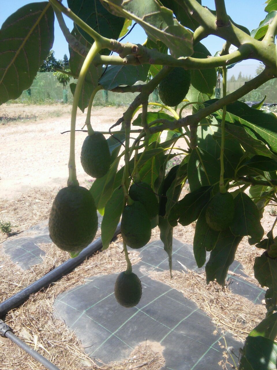 Estado fitosanitario del cultivo de aguacate en la provincia de Granada - RAIF