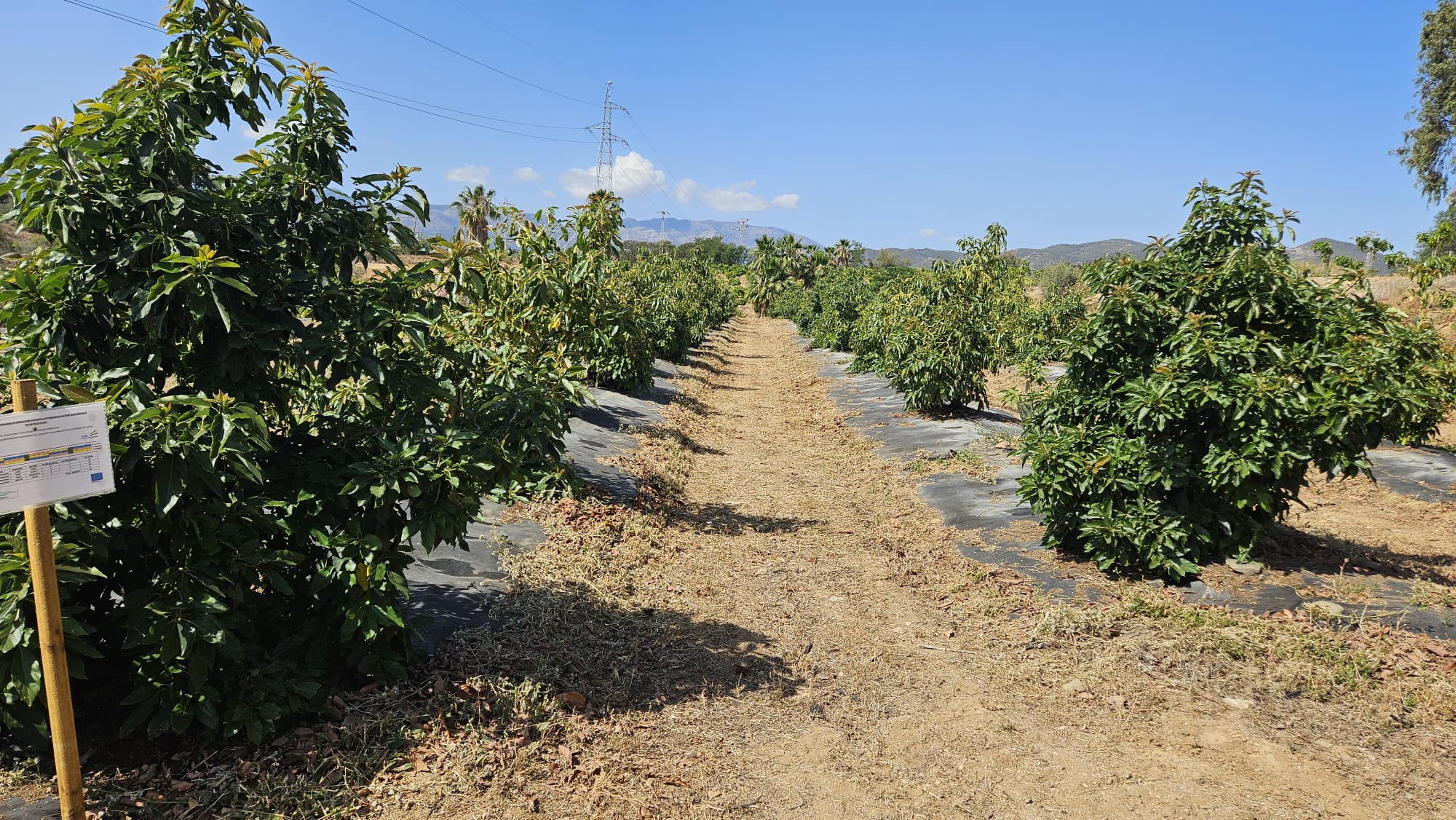 Prácticas sostenibles en el cultivo de aguacate - RAIF