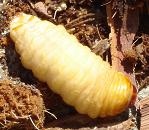 PICUDO ROJO: Biología - Junta de Andalucía