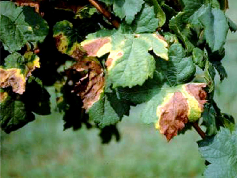 Síntomas de Xylella fastidiosa en vid - Junta de Andalucía