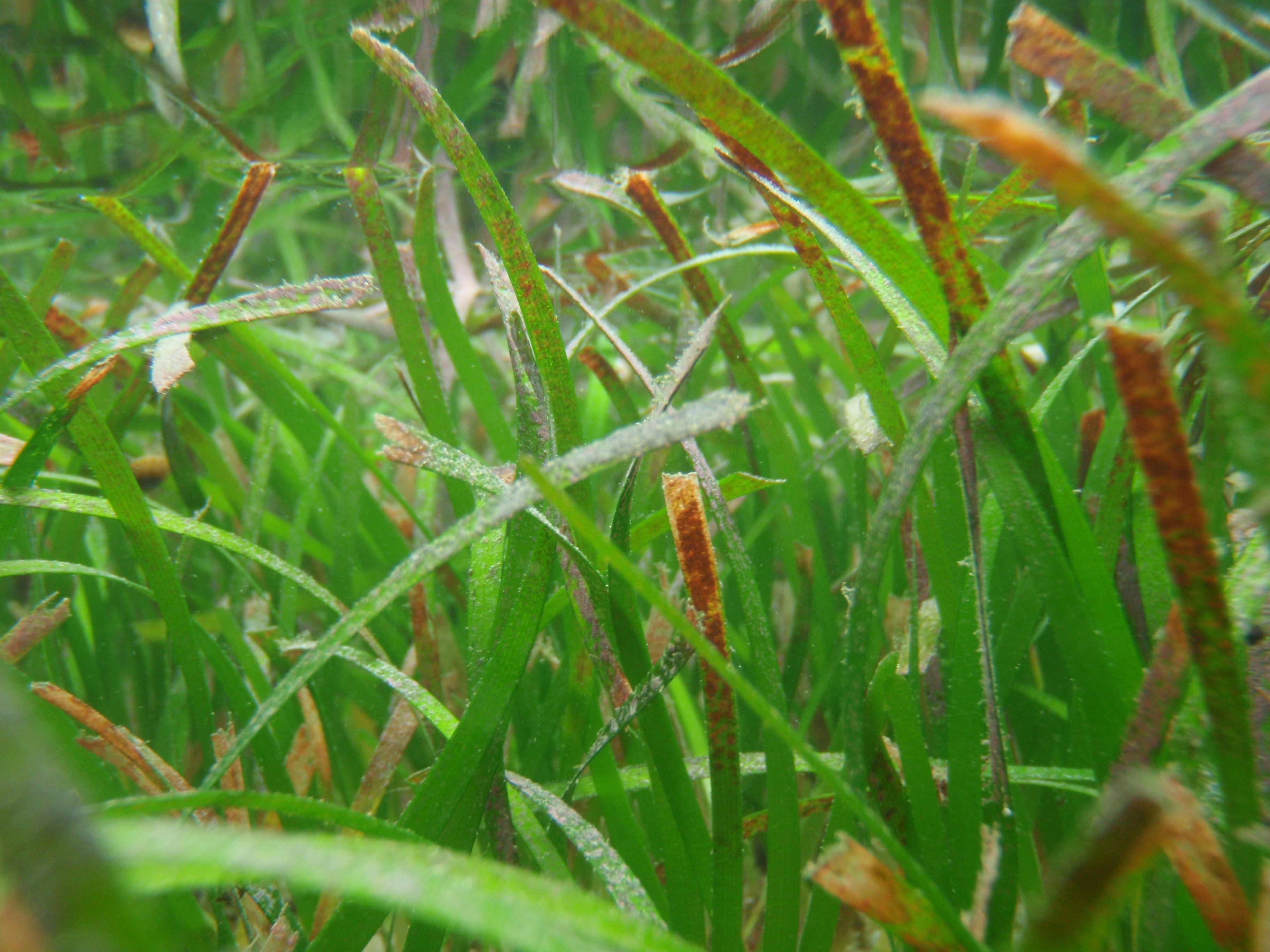 Cymodocea nodosa :: CANAL MULTIMEDIA :: Consejería de Medio Ambiente y ...