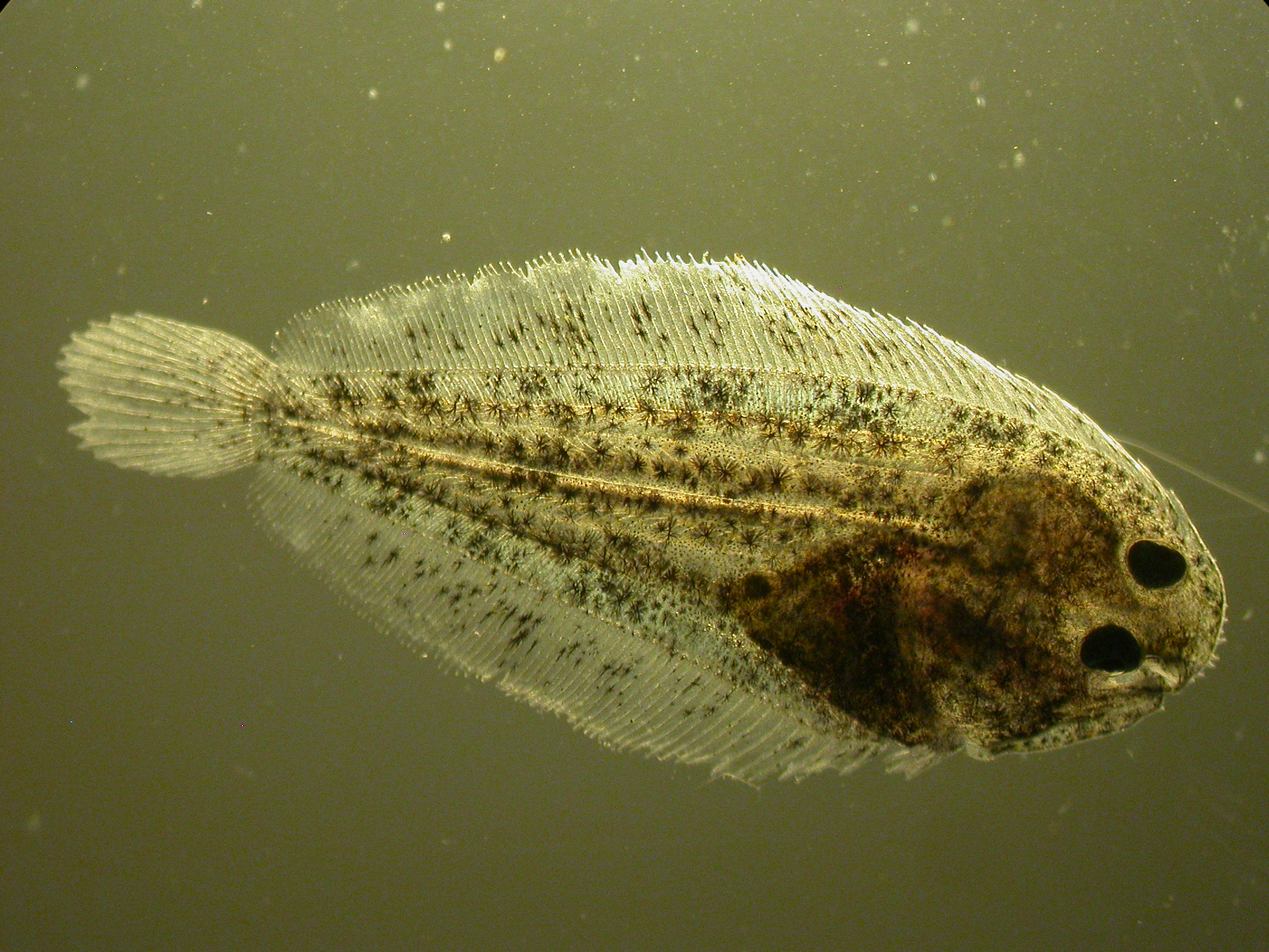 Ifapa y Cupimar impulsan un nuevo proyecto de investigación para ...