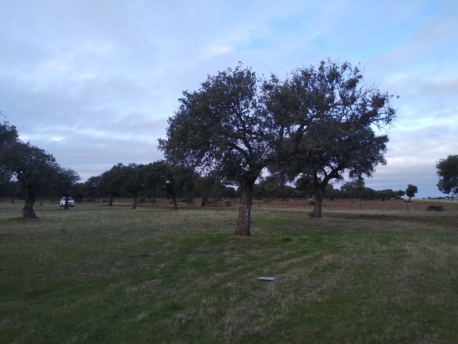 Agricultura avanza en el control y prevención de la seca, la enfermedad ...